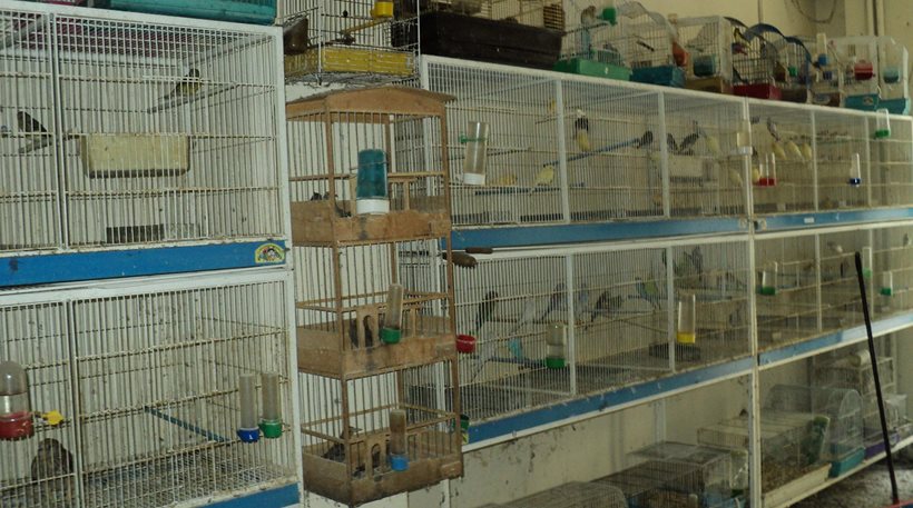Έκλεψε ούτε 1 ούτε 2 αλλά 70 καναρίνια! | zarpanews.gr