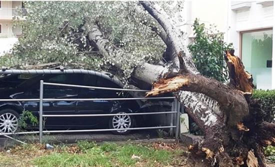Ανεμοστρόβιλος ξεριζώνει δέντρα | Μεγάλες ζημιές σε Πύργο, Πάτρα ...