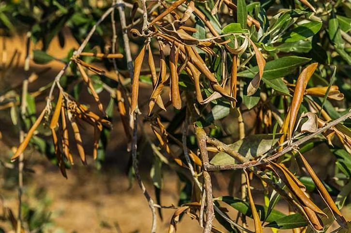Χανιά | Ημερίδα ενημέρωσης υπό τον φόβο του καταστροφικού Xylella ...