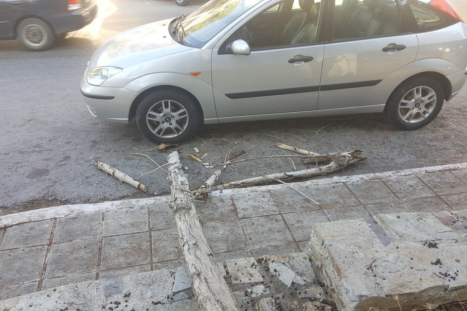 Παρολίγον ατύχημα στα Χανιά: Δέντρο έπεσε πάνω σε παρκαρισμένα ...