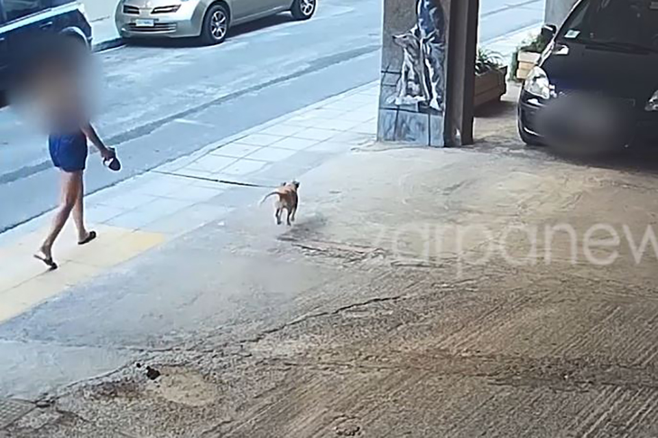 Χανιά | Ωραία… παιδεία! Το σκυλάκι της αφοδεύει σε πυλωτή και τα ...
