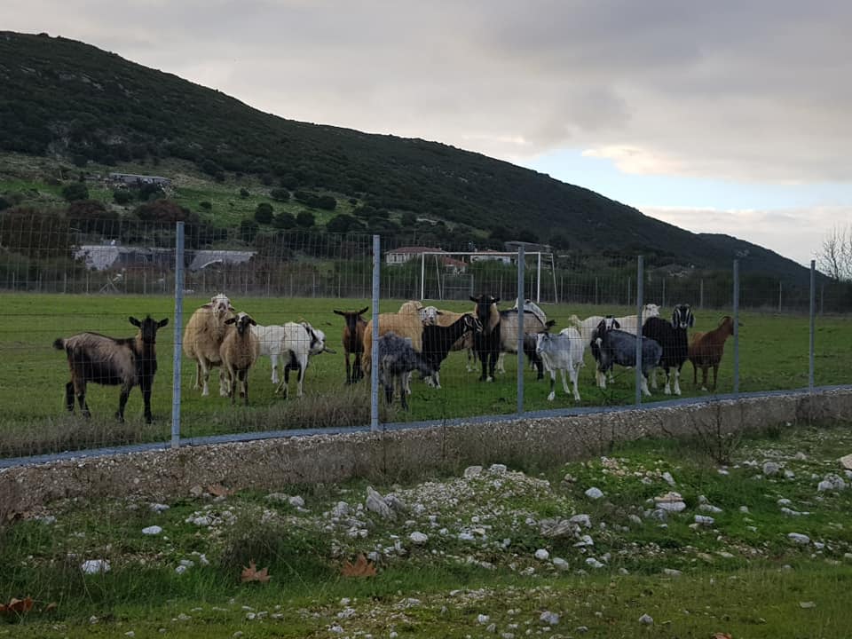 Αιγοπρόβατα έφαγαν χλοοτάπητα αξίας 150.000€! | zarpanews.gr