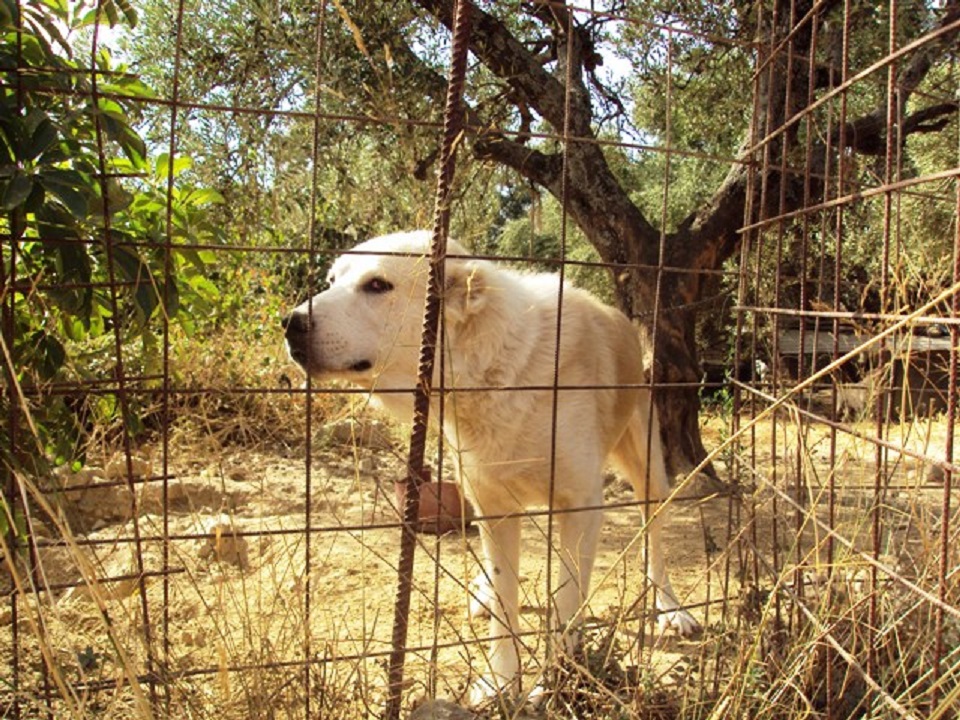 Χανιά | Φυλάκιση 6 ετών και ποινή 15.000 ευρώ για παράνομο εκτροφέα ...