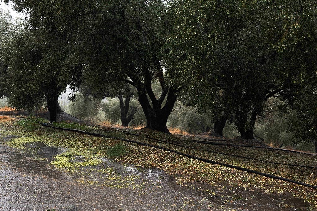 Χανιά | Σοβαρά προβλήματα από το χαλάζι σε ελαιοπαραγωγούς – Αγωνιούν ...