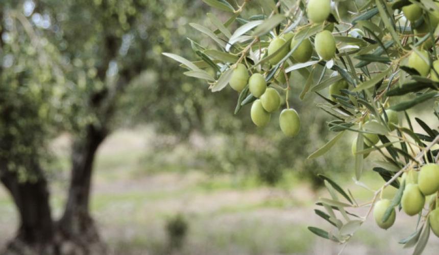 Ελιές και λάδι: Θολός ο ορίζοντας για την νέα σοδειά! Φτωχή ...