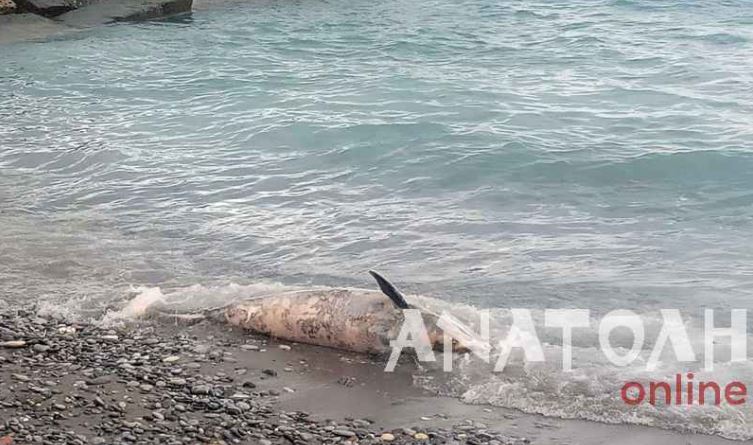 Θλιβερό θέαμα: Νεκρό δελφίνι ξεβράστηκε σε παραλία της Κρήτης ...