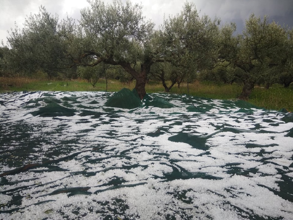 Κρήτη | Μεγάλες ζημιές προκάλεσε η χαλαζόπτωση στους ελαιοπαραγωγούς ...