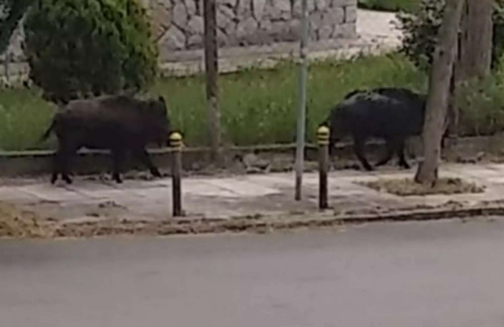 Θεσσαλονίκη: Βγήκαν στο μπαλκόνι και είδαν αγριογούρουνα να κάνουν ...