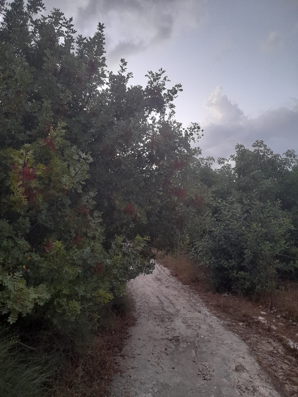 Χανιά | Ζητούν την αποκατάσταση βατότητας αγροτικού δρόμου Ντουλιανά – Κερά