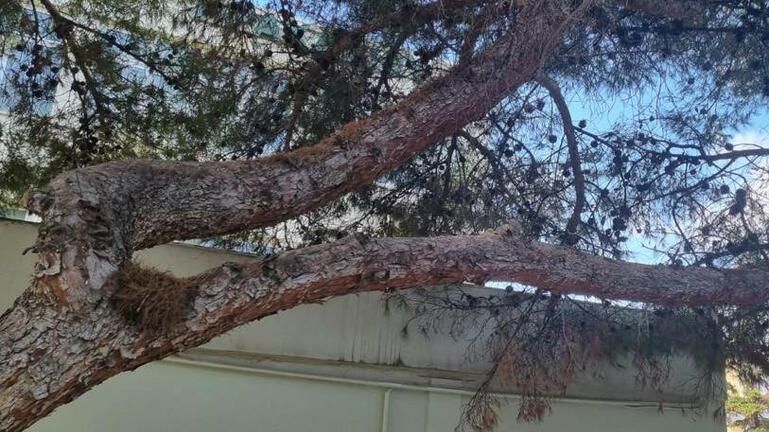 Χανιά | Ζητούν να κοπούν επικίνδυνα δέντρα σε κεντρικό δρόμο του δήμου ...