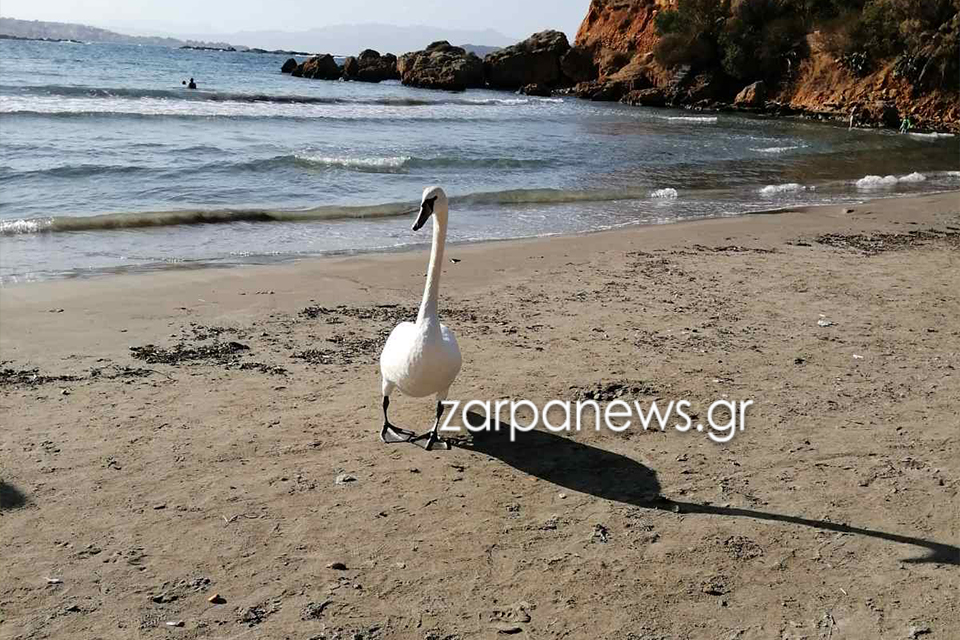 Χανιά | Ο εντυπωσιακός κύκνος επέστρεψε στους Αγίους Αποστόλους – Δείτε ...