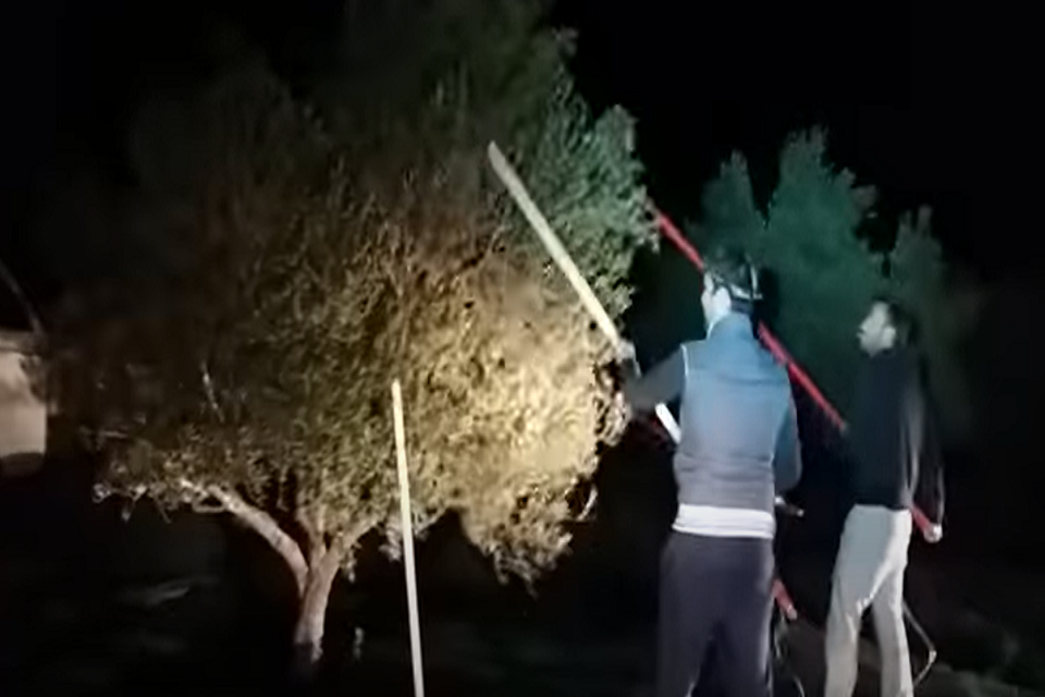 Κρητικοί σε μεγάλα κέφια – Μάζεψαν ελιές τη νύχτα με φακό και μετά ...