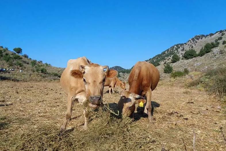 Χανιά | Αυτόχθονα κρητικά βοοειδή – Ημερίδα για τη διάσωσή τους ...