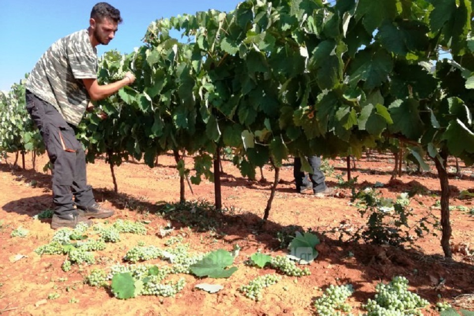 Κρήτη | “Μπάχαλο” με τις αποζημιώσεις των αμπελουργών – Απογοήτευση για ...