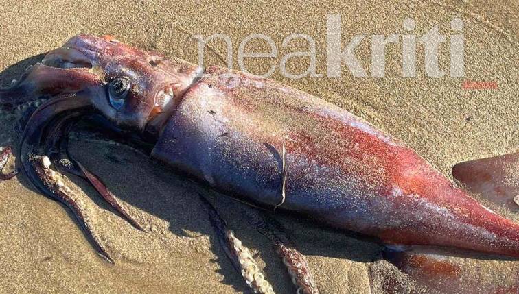 Καλαμάρι-γίγας ξέβρασε η θάλασσα σε παραλία της Κρήτης | Photos ...