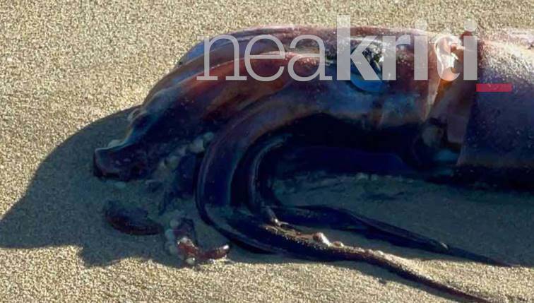 Καλαμάρι-γίγας ξέβρασε η θάλασσα σε παραλία της Κρήτης | Photos ...