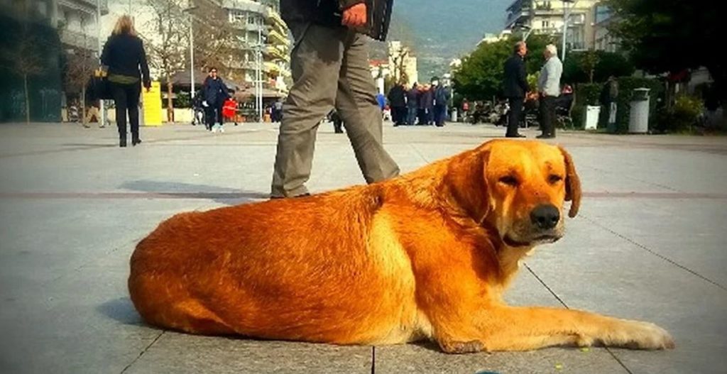 Άνδρας έριχνε σκυλοτροφή που περίεχε κομμάτια από γυαλιά – Τον αναζητά ...