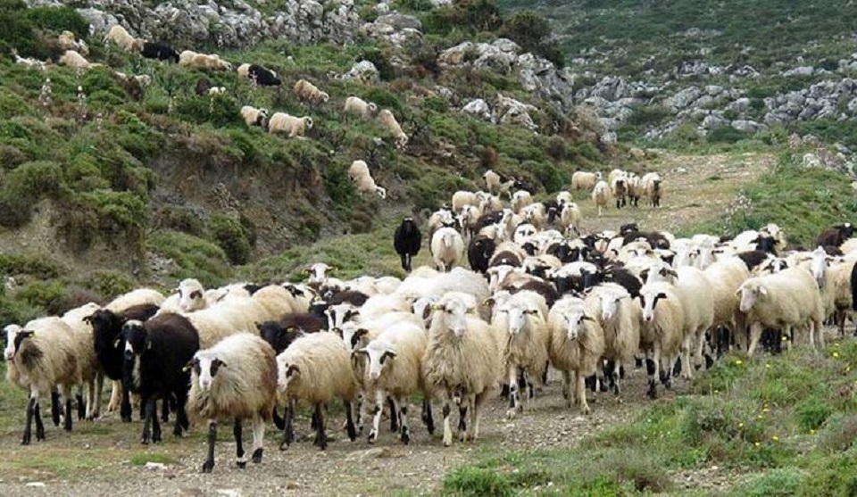 Κρήτη | Προβατίνα βγήκε στον δρόμο και έπεσε πάνω στους αστυνομικούς ...