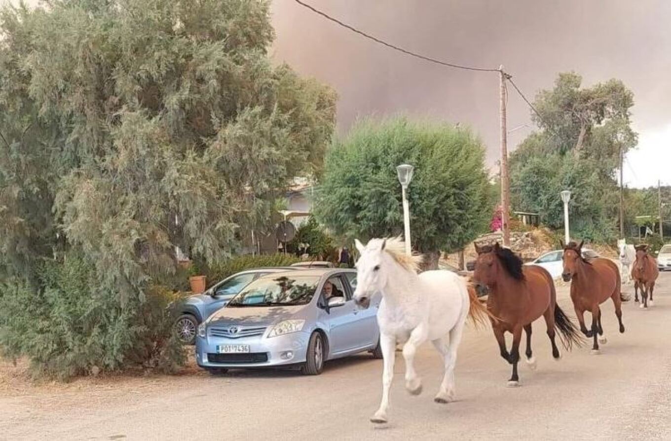 Φωτογραφία – γροθιά στο στομάχι: Άλογα τρέχουν να σωθούν από την πύρινη ...