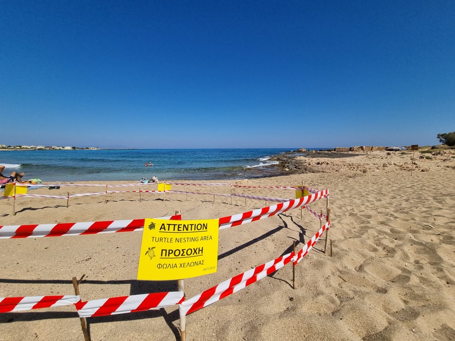 Χανιά | Άλλη μια φωλιά θαλάσσιας χελώνας βρήκαν στην παραλία του ...