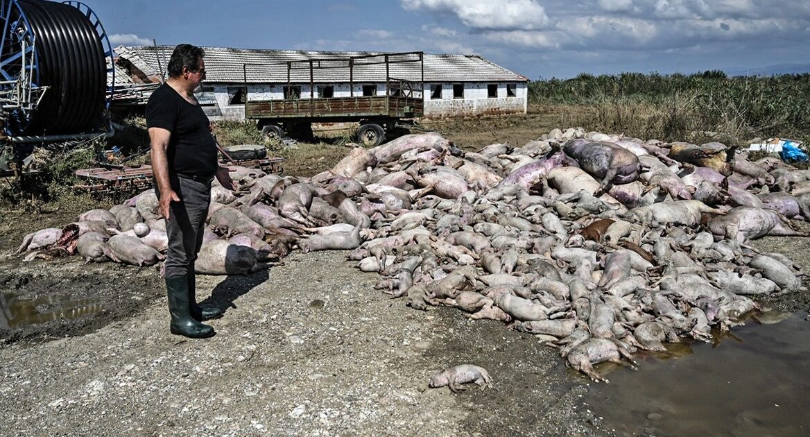 Εικόνες – σοκ από τον θεσσαλικό κάμπο – «Βουνό» τα νεκρά ζώα μετά τις ...