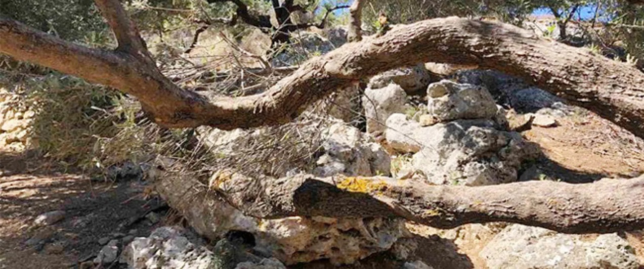 Τρώνε σαν… τερμίτες! – Τεράστιες καταστροφές σε αμπέλια, ελαιώνες και ...