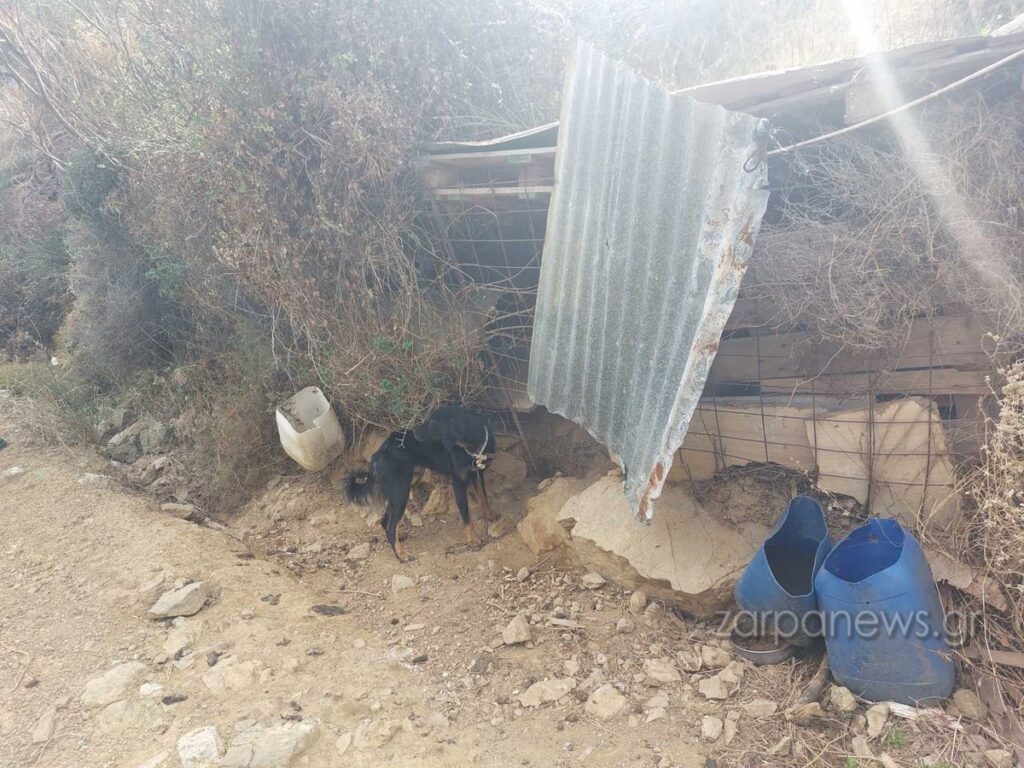 Χανιά | Είχαν τα σκυλιά σε άθλια κατάσταση – Δύο συλλήψεις στην Κίσσαμο ...