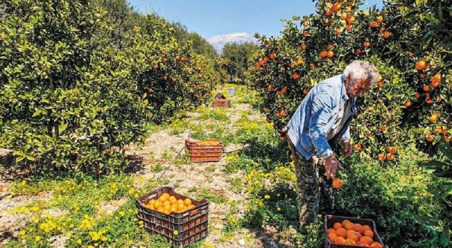 Γιατί οι Χανιώτες εγκαταλείπουν την καλλιέργεια εσπεριδοειδών – «Δόλος ...
