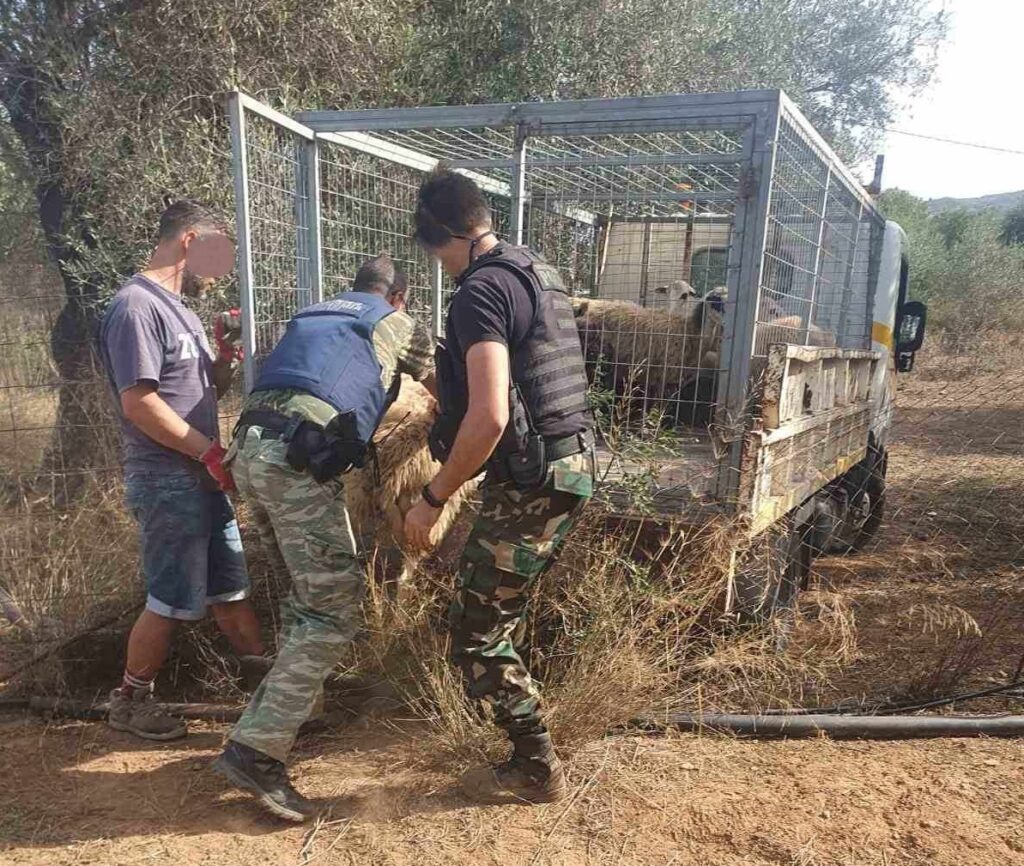 Χανιά | Πρόβατα μπήκαν σε χωράφι και έκαναν ζημιές στις ελιές ...
