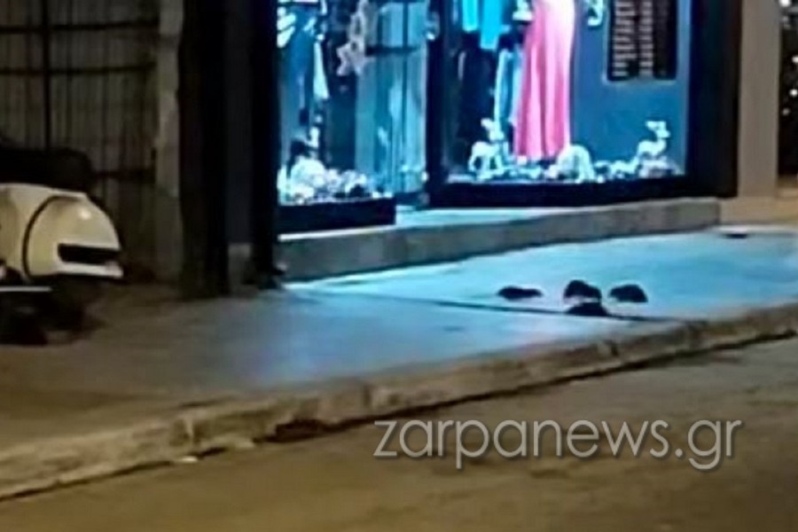 Χανιά | Πάρτι το βράδυ για τα ποντίκια στην Σκαλίδη – Έκοβαν βόλτες στο ...