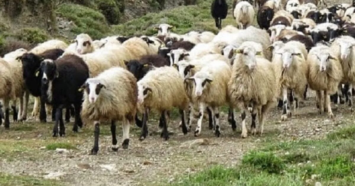 Χανιά | Ζημιές σε περιουσίες από κοπάδι ανεπιτήρητων προβάτων ...