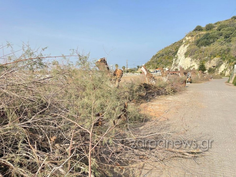 Χανιά | Γιατί έκοψαν… σύρριζα τα αλμυρίκια στις Καλύβες – Τι απαντάει ο ...