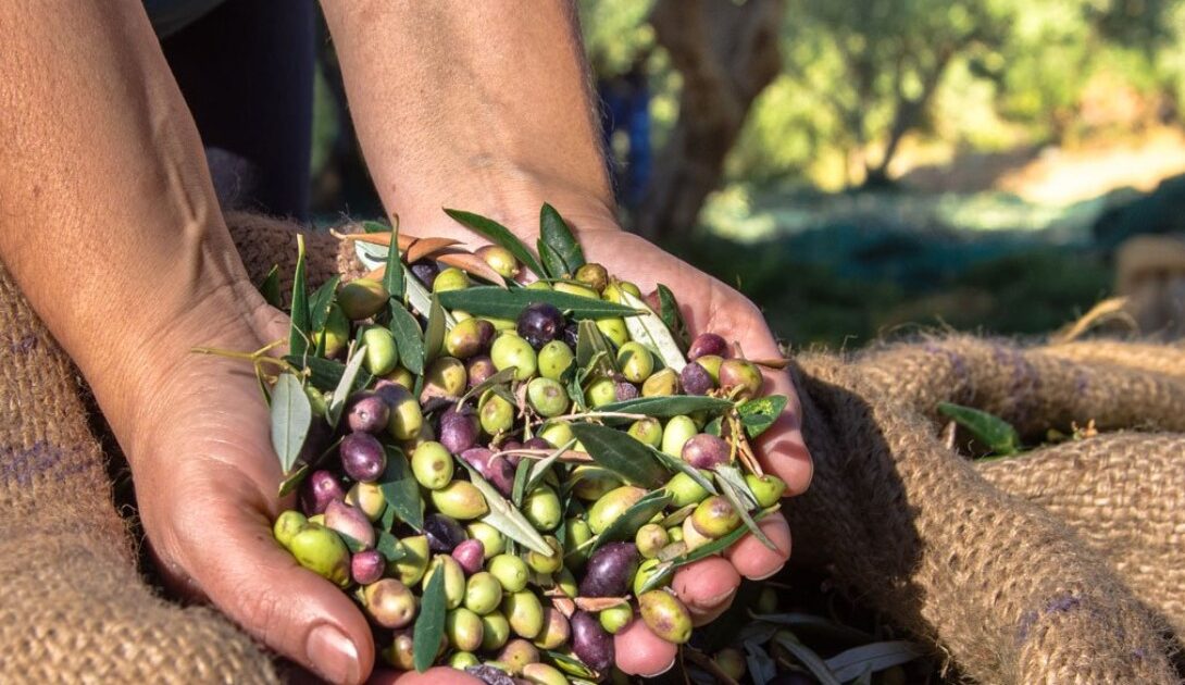 Ελαιόλαδο: Κρίση ήταν και πέρασε; | zarpanews.gr