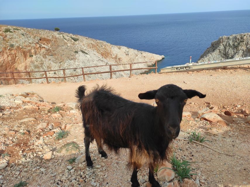 Απίθανο: Κατσίκα εισβάλει σε αυτοκίνητο τουριστών στα Χανιά και γίνεται ...