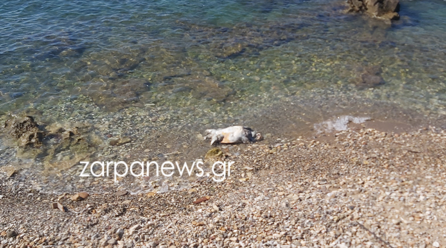 Χανιά | Νεκρή χελώνα ξέβρασε η θάλασσα – Την είδαν περαστικοί | Photos ...