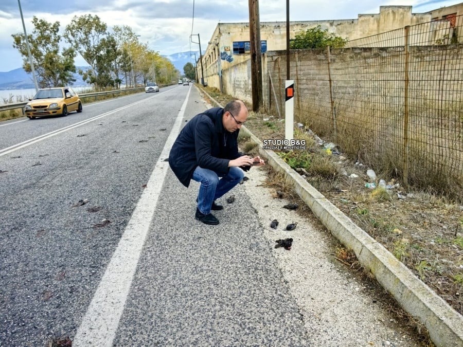 Μυστήριο στην Αργολίδα με εκατοντάδες νεκρά πουλιά – Εικόνες που ...
